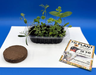 Ivy Kids Kit - My Tiny Life by Ruby T. Hummingbird