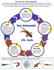 Ivy Kids Kit - The Salamander Room